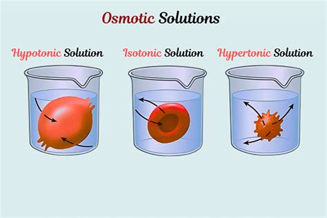 Osmosis Definition Types Significance And Solutions