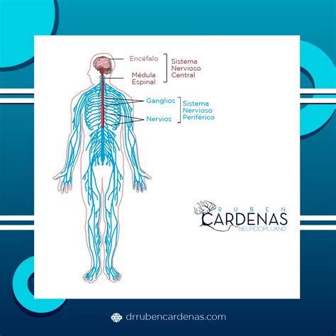 Anatomia Del Nervio Periferico