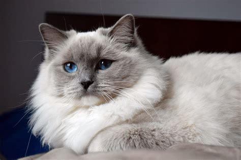 Blue Ragdoll