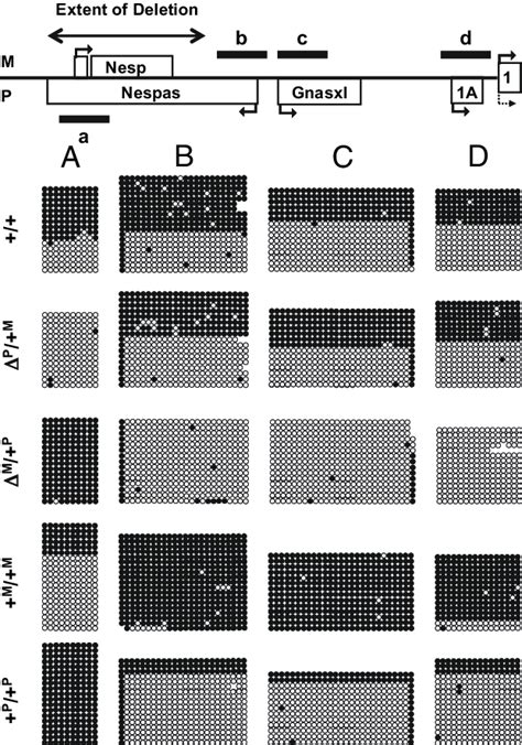 schematic representation of the mouse gnas locus top depicting the