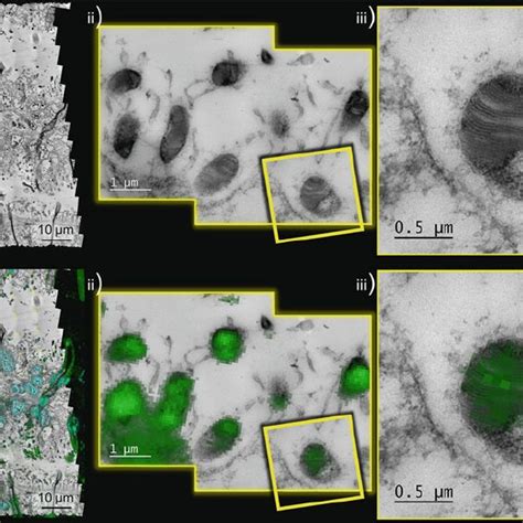 Composition Of Hybridization Buffer Depending On The Formamide