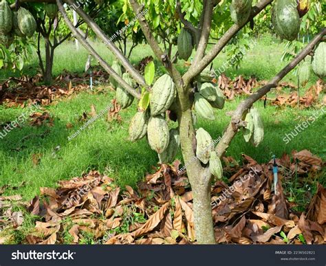 Tree Theobroma Cacao Cocoa Pod Fruit Stock Photo 2236502821 Shutterstock
