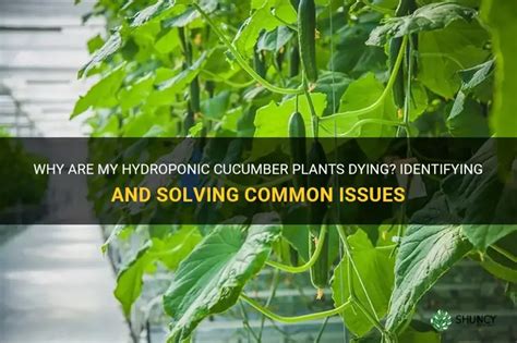 Why Are My Hydroponic Cucumber Plants Dying Identifying And Solving