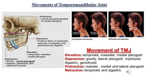 Anatomy Of The Mandible Tmj And Musclesppsx