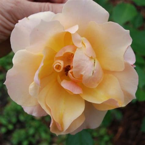 Tequila Rose Angel Gardens