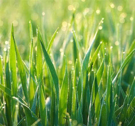 Western Excelsior Erosion And Sediment Control Products Press Releases