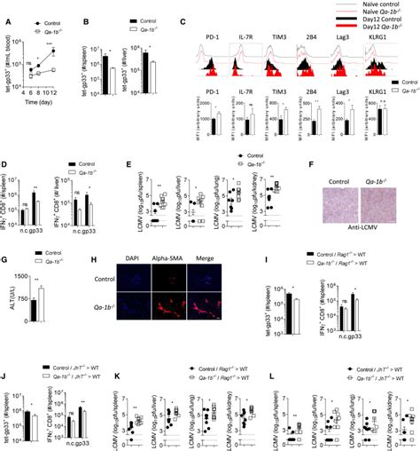 lymphocytes negatively regulate nk cell activity via qa 1b following
