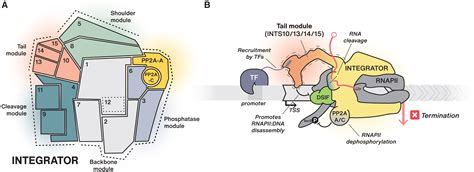 Assigning Function To An Unexplored Integrator Module Molecular Cell