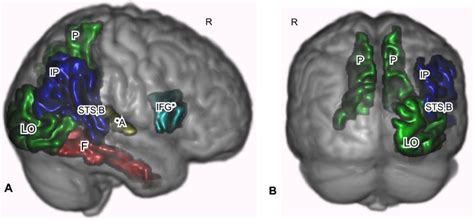Primary Sensory Higher Order Sensory Processing And Cognitive Download Scientific Diagram