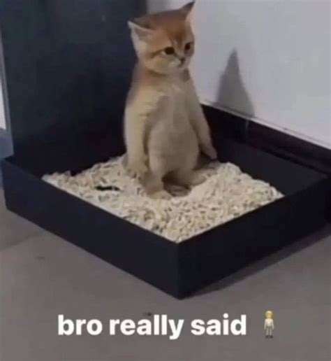 275 Cat Memes Short And Funny Cat Captions Page 7 Of 11 Tiny Positive