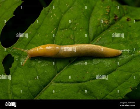Banana Slug Stretches Out Across Giant Leaf In Redwood National Park
