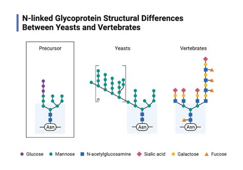 N Linked Glycoprotein Structural Differences Between Yeasts And