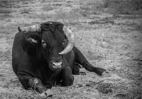 검은 소 꿈 해몽의 26가지 의미보는 타는 죽이는 꿈 큰 살찐 화난 순한 검은 소 꿈 검은 소가 밥 먹는 자는 나오는 공격하는 쫓아오는 싸우는 꿈