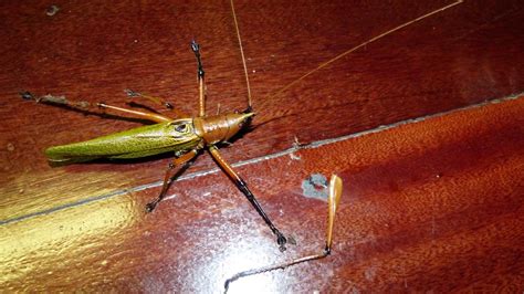 Orthoptera Sp Grasshopper Sp Markeisingbirding