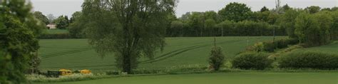 Essex Landscape Tree Field CPRE Essex