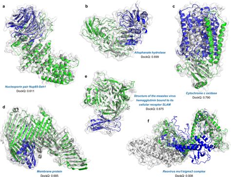 Examples Of The Protein Complex Structures Built By Deepassembly A Download Scientific Diagram