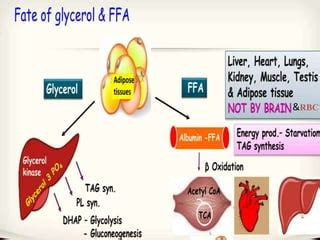 Tgl And Adipose Tissue Metabolism Mbbs 2022 23pptx