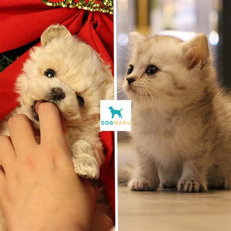 도그마루 말티푸·토이푸들·비숑프리제·고양이 대상 분양가격 할인이벤트 진행 Kollo