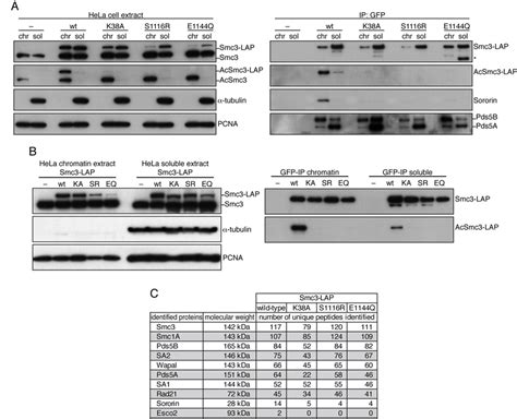 Figure S2 Related To Figure 2 Cohesin Atpase Mutants Associate