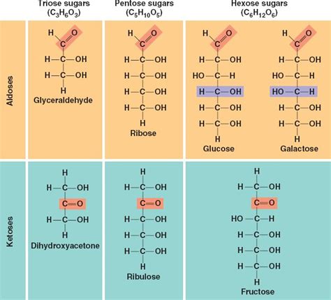 Food Examples Of Monosaccharides At Edward Cha Blog