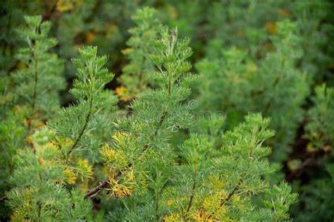 Botanical Collection Of Medicinal And Cosmetic Plants And Herbs Artemisia Abrotanum Or