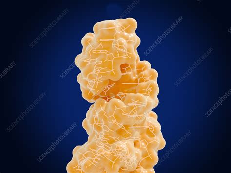 Rna Hairpin Structure Illustration Stock Image F0448802 Science