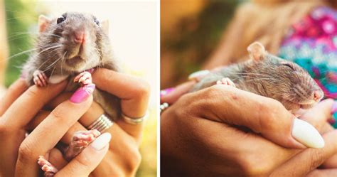 I Photographed Ex Lab Rats And Mice Going Outdoors For The First Time And Their Expressions Say