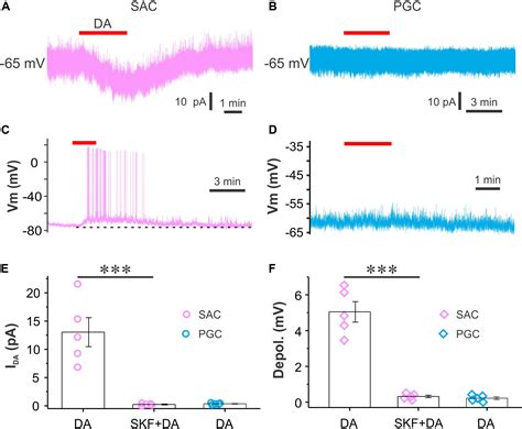 Frontiers Dopaminergic Modulation Of Glomerular Circuits In The Mouse Olfactory Bulb
