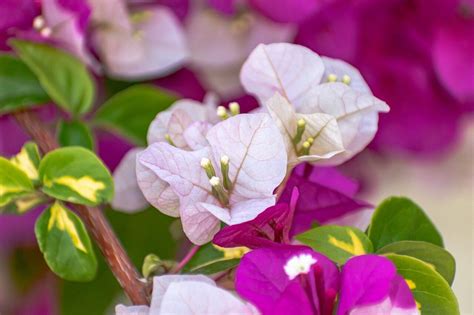 Complete Guide To The Characteristics And Care Of Bougainvillea Spectabilis