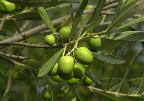 Olea Europaea Olive Van Den Berk Nurseries