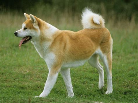 Akita Inu : caractère, prix, alimentation, santé | Fiche race chien