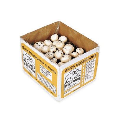 White Button Mushroom Kit Stuffed Mushrooms Mushroom Kits Button