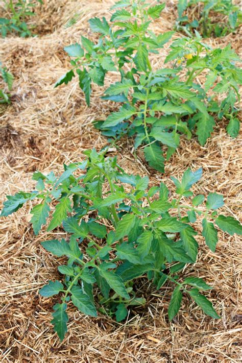 Best Mulch For Tomatoes In Containers At Melissa Trexler Blog