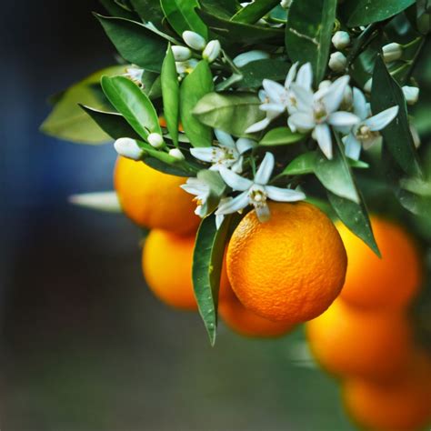 Agtech Innovation Sustainability Startup Sustainableagriculture