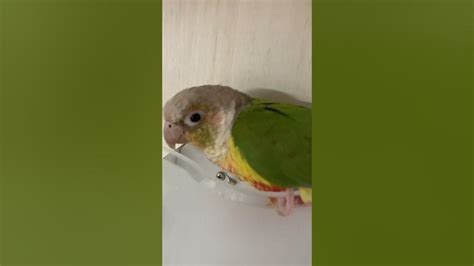 소망이가 자주 올라가서 시간을 보내는 곳코뉴어 Youtube