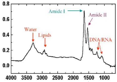 Typical Raman Spectrum Of Biological Sample Download Scientific Diagram