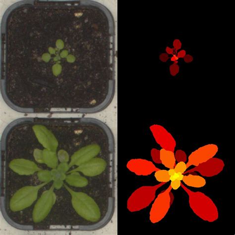 Leaf Segmentation Through The Classification Of Edges DeepAI