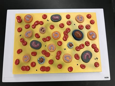 Lymphatic System Blood Urinary System And Respiratory System Practical Diagram Quizlet