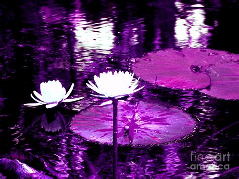 Lily Pond Purple Photograph By Anita Lewis Pixels