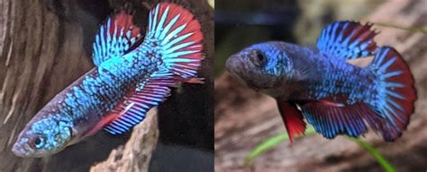 What Sex Is This Betta R Aquariums