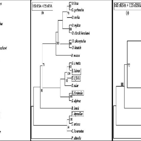 Majority With Bootstrap Support Consensus Trees For Combined Data