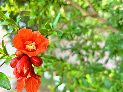 Premium Photo Pomegranate Tree With Flowers Pomegranate Background