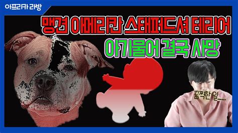 아메리칸 스태퍼드셔 테리어 아기 물어 죽여개물림사고┃아프리카 라방 Soop Vod