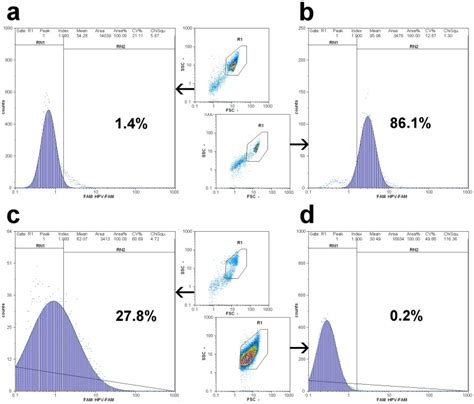 the population of interest is gated r1 on a green fluorescence count