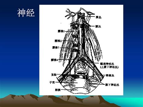 女性生殖器解剖word文档在线阅读与下载无忧文档 女性生殖器解剖word文档在线阅读与下载无忧文档