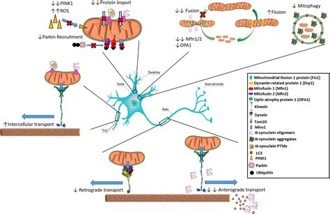 Protein Aggregation In Parkinsons Disease At Nathan Oneill Blog