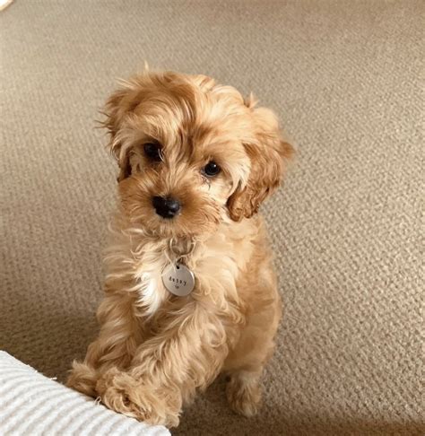 Cavapoo Puppies For Sale New Orleans La 336315