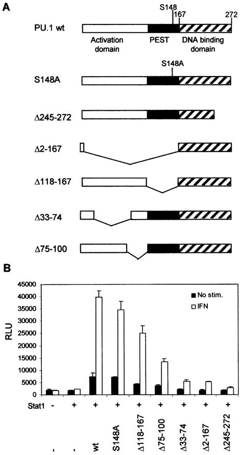 Transactivation Domains And Dna Binding Of Pu1 Are Required For