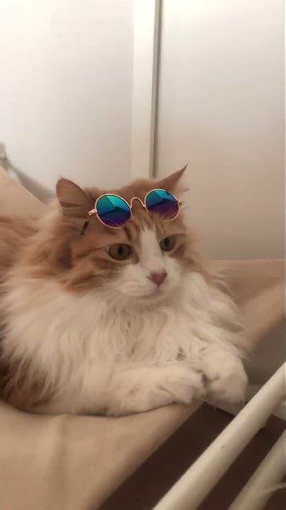 썬글라스 쓰고 해먹 위에 앉아 있는 세상 힙한 고양이♡ Youtube