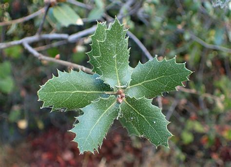 Interior Live Oak Medium Tree Seedling The Jonsteen Company